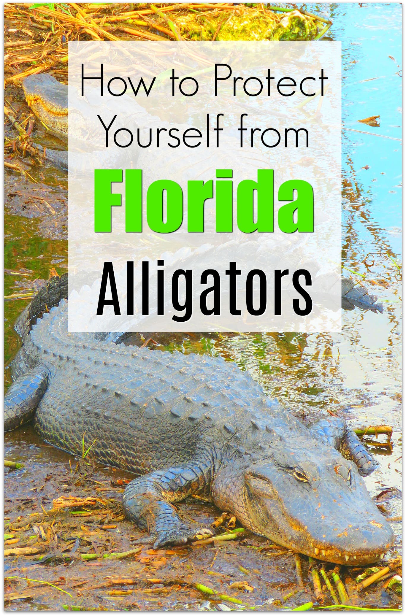 How to Protect Yourself from Alligators in Florida - Kim and Carrie