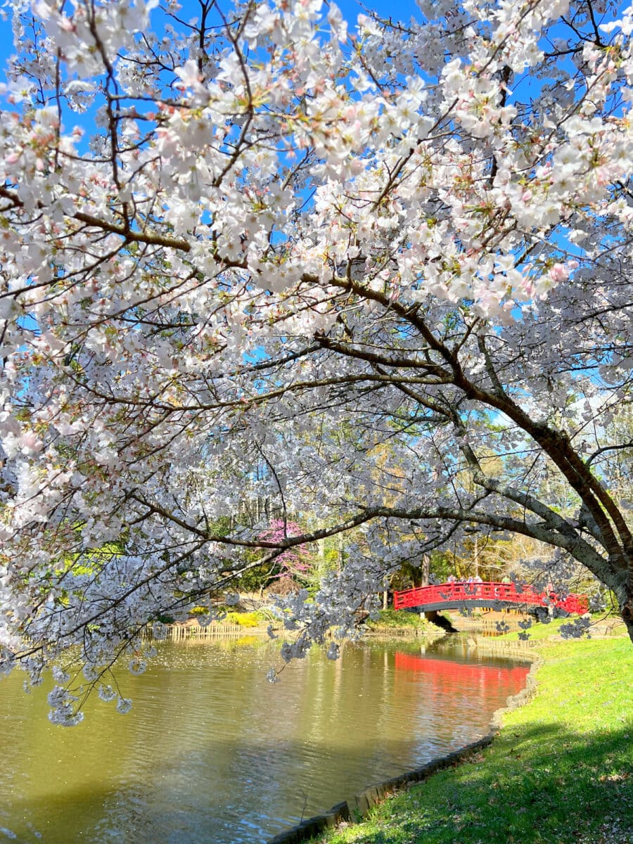 Visiting Duke University: A Perfect Day Trip - Kim and Carrie